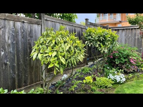 Aucuba Japonica, Gold Dust Plant - Spring Update May 5