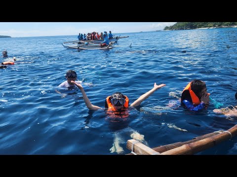 Swimming with the Whale Shark in Oslob, Cebu, Philippines ????????.