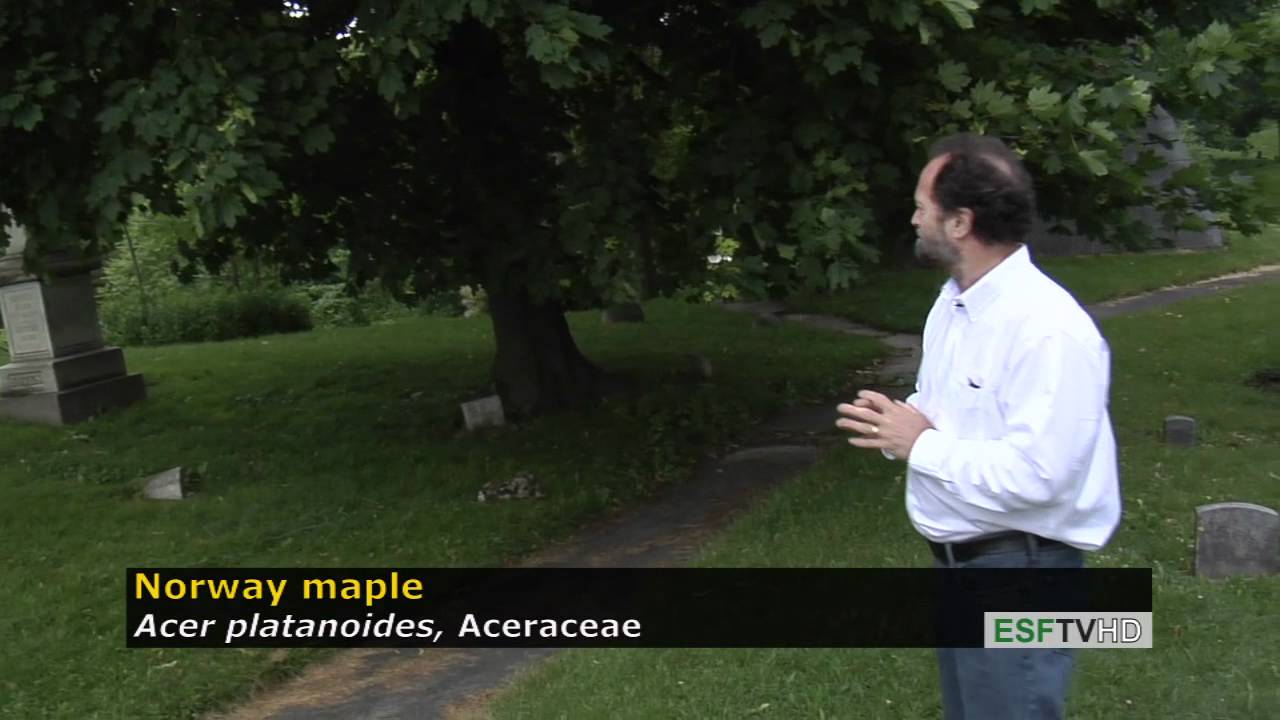 Trees with Don Leopold - Norway maple