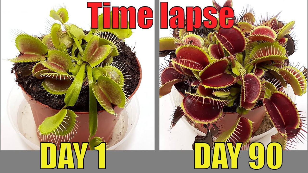 Venus flytrap 90 days time lapse #greentimelapse #gtl #timelapse