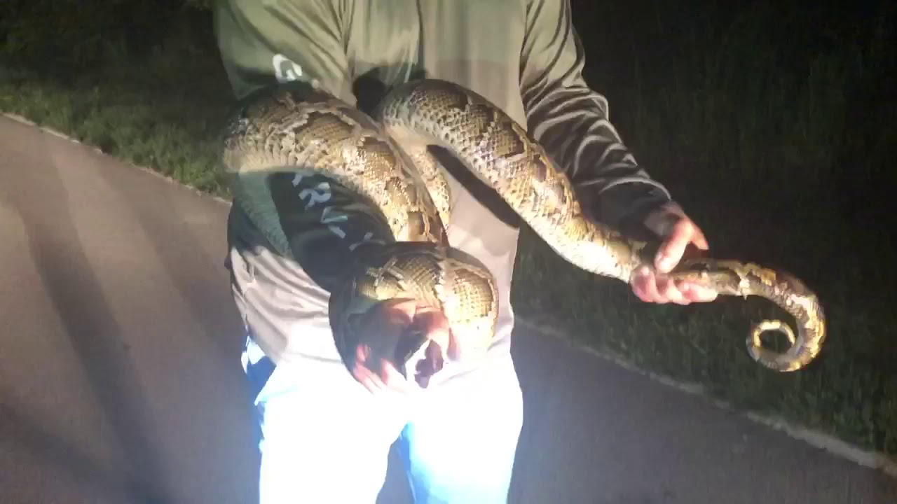 My first python capture July 2019