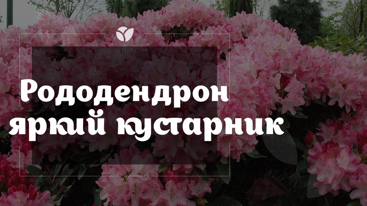 РОДОДЕНДРОН: купити саджанці рододендрона поштою - ціна в Києві, Одесі ...