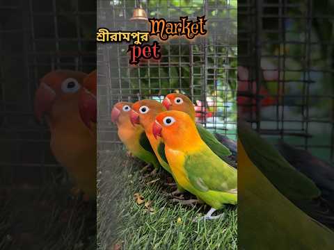 srerampur pet market •••#seramporepetmarket #shortsfeed #bird #birds #parrot #shortvideo #lovebirds