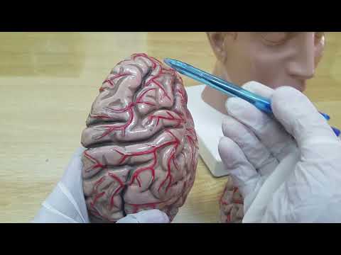 Sulci and Gyri of Brain