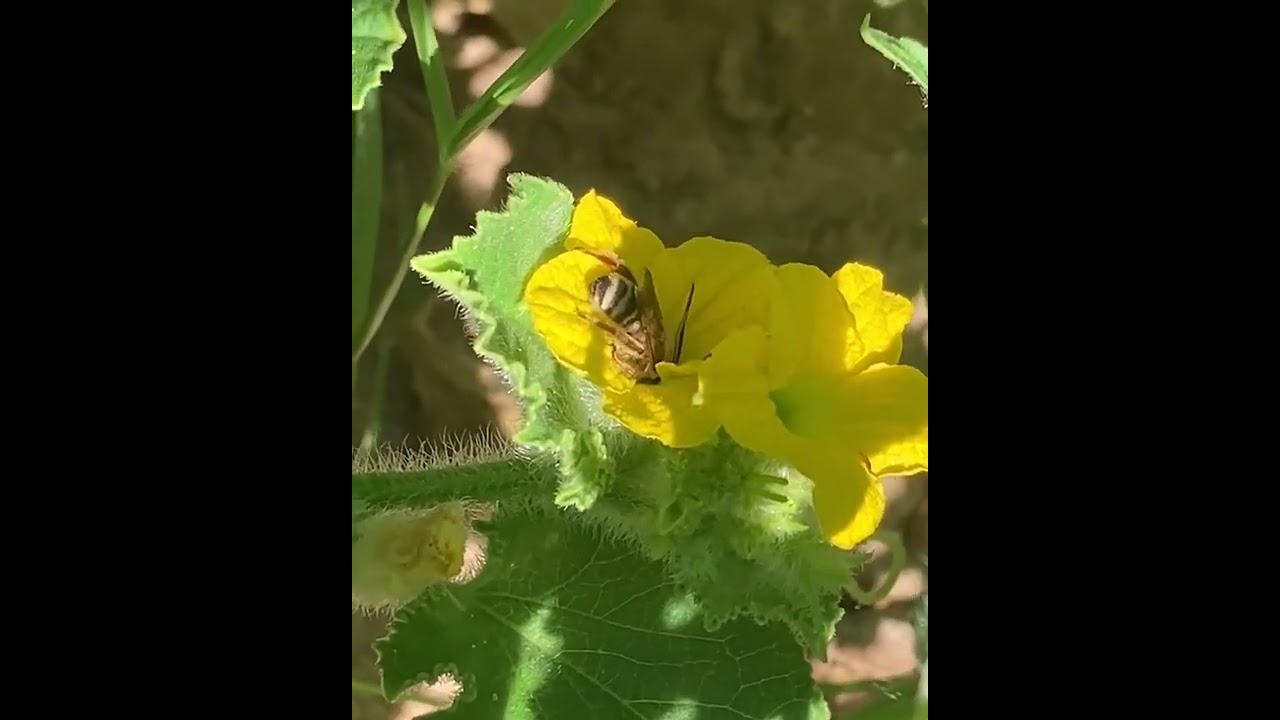 Managing Squash Bugs in New Mexico