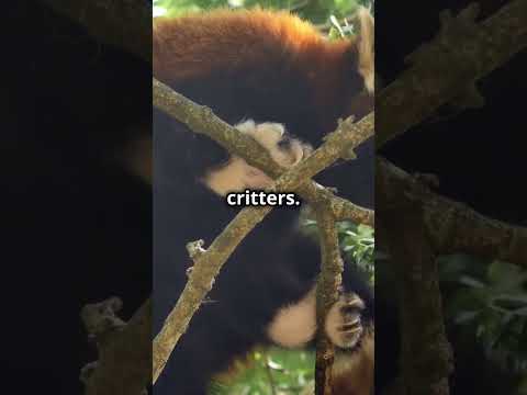 5 Fascinating Facts About Red Pandas