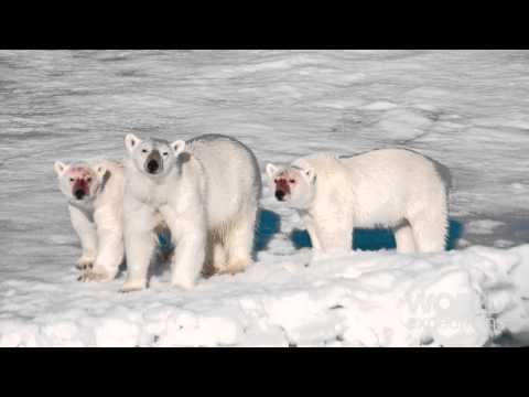 Jewels Of The Arctic with World Expeditions