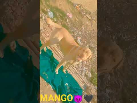 MANGO π₯ππ€