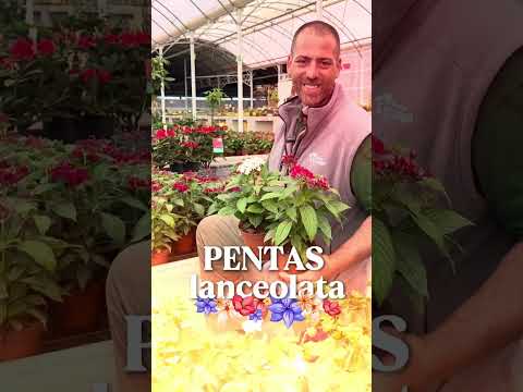 Penta