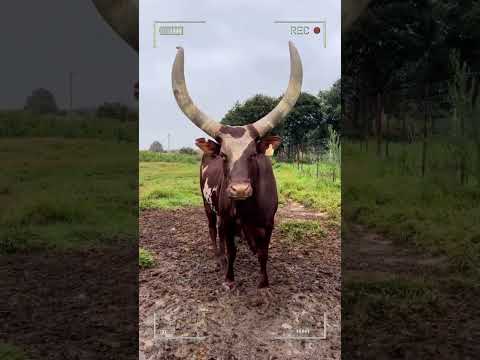 ⭕ANKOLE WATUSI CATTLE ✅ Biggest Bulls And Cow