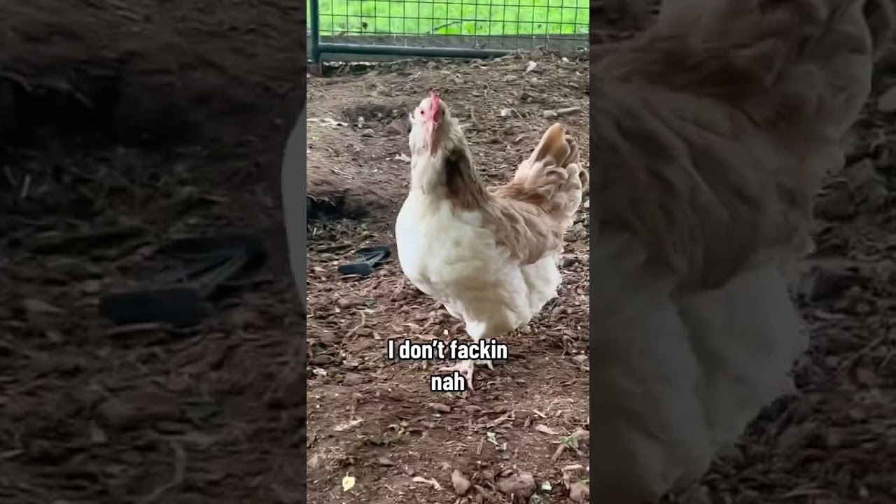Chicken conversations! #chickens #backyardchickens #comedy #shorts #funnyanimals #funny #rooster