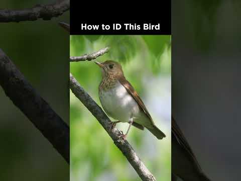Can you identify this thrush?
