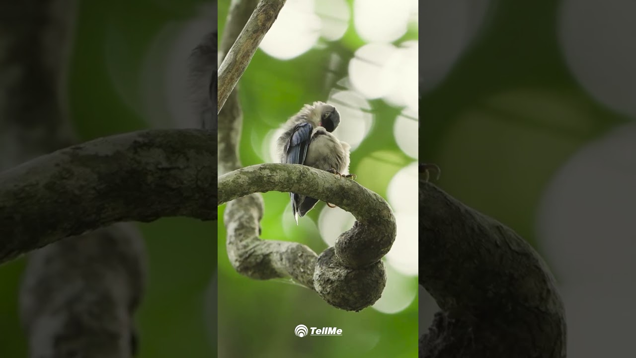Did You Know? Meet the Velvet Fronted Nuthatch - The Tree Hopper 🌴