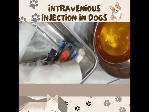 Intravenous Injection In Cephalic Vein In Dogs Pet Life Care