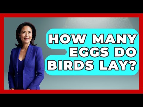How Many Eggs Do Birds Lay? - Bird Watching Diaries