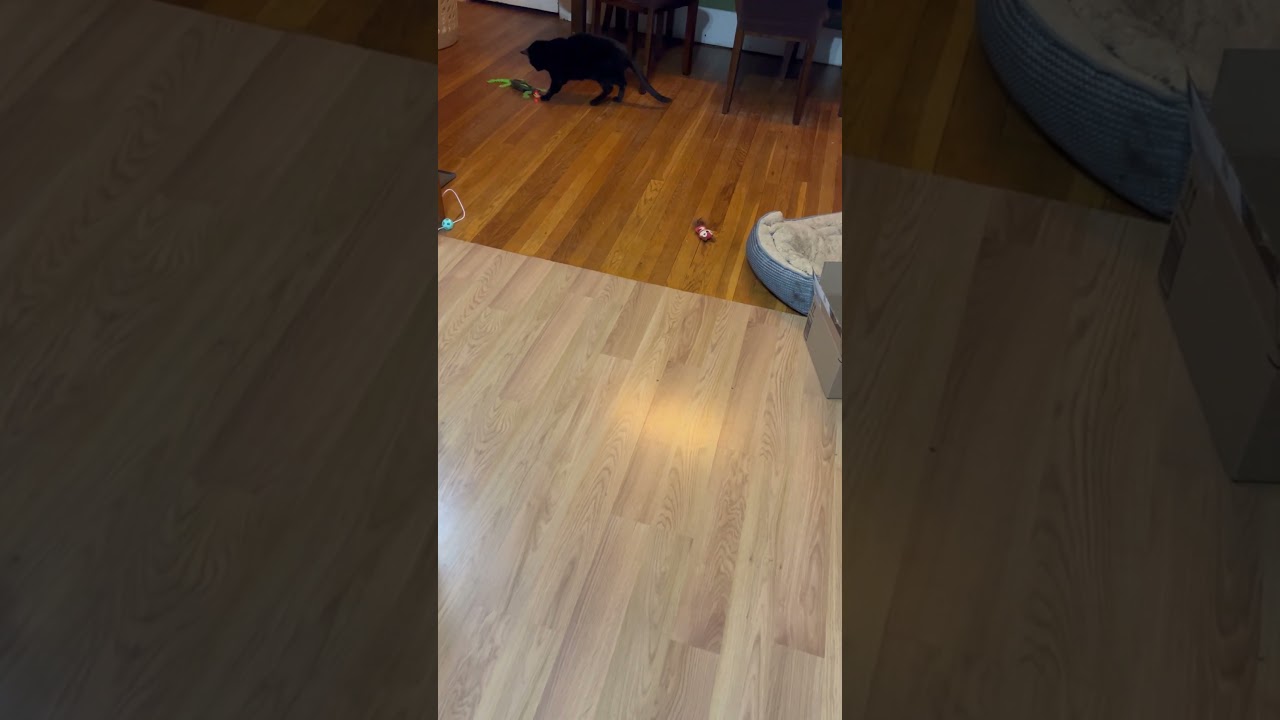 #binx playing #robotics #hexbots #lizard #blackcatlove #catloves