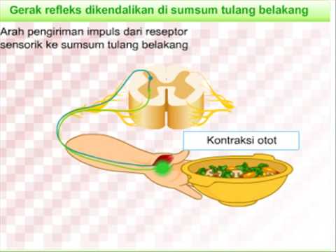 Gerak Refleks | Sistem Saraf pada Manusia