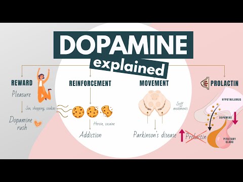 Role of Dopamine in the Brain | Neurotransmitters explained