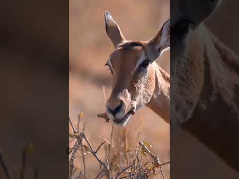Tarangire National Park #tarangire #tanzania #safari #africa