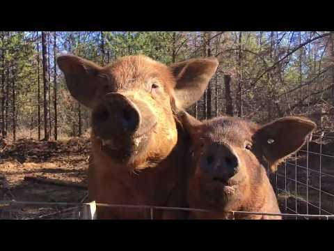 Off to greener pasture!! How to raise pigs