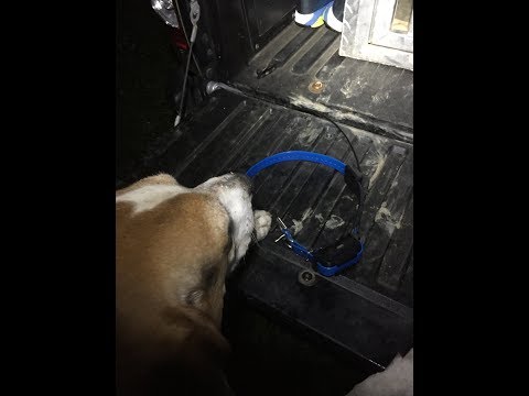 Coon Hunting 8-8-2017 with Amanda Bertram