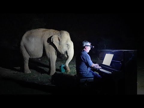 "Silent Night" for Lam Duan the Blind Elephant #2
