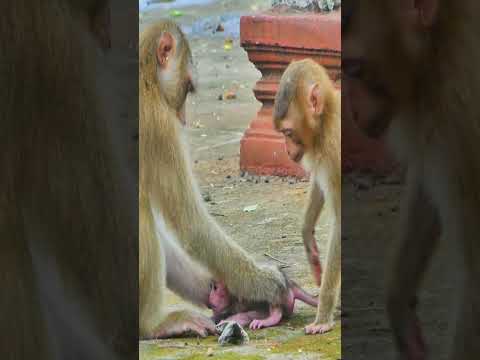 Baby monkey video 2024 #shorts EP 055