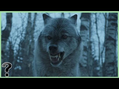 How big were dire wolves compared to wolves?