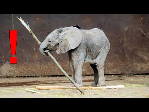 15 Unbelievable Examples of Animal Intelligence