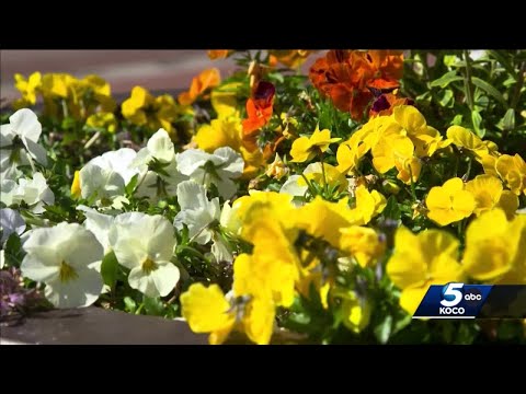 Dreaded cedar pollen season moves in Oklahoma