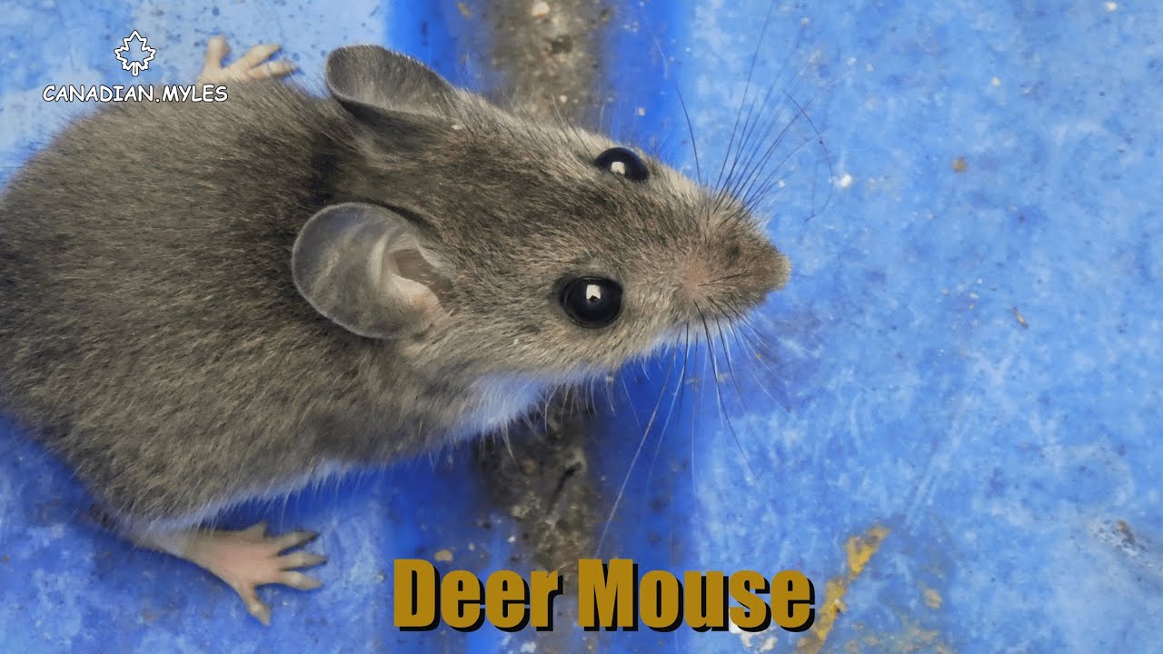 Deer Mouse (Peromyscus)