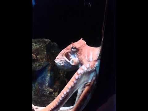 Giant Octopus