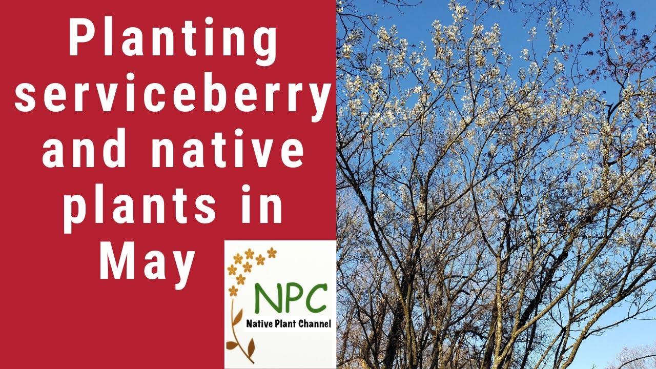 Planting a serviceberry! The Native Plant Garden in May. #native plants #amelanchier
