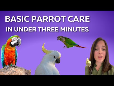 Basic Parrot Husbandry and Care in Under 3 Minutes, From a Vet
