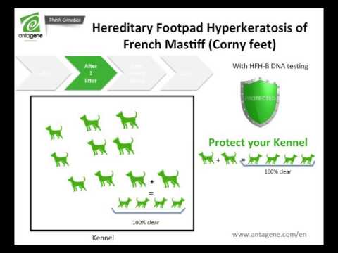 HFH-B - Hereditary Footpad Hyperkeratosis of French Mastiff - ANTAGENE