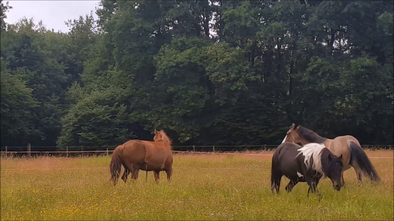 Happy horses in paddock paradise