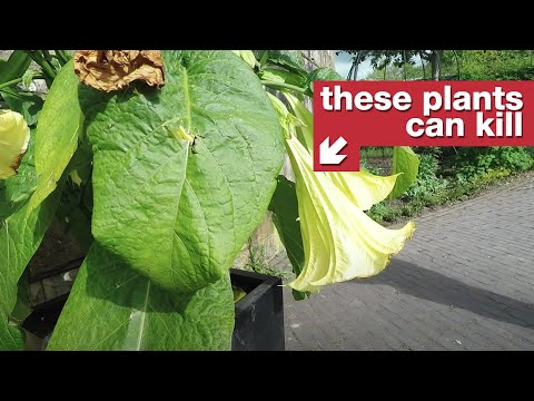 Take a Tour of The Poison Garden, Where Plants Can Kill