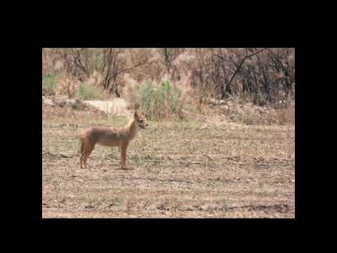 Destruction of Micro Habitat | Jackals In The Open
