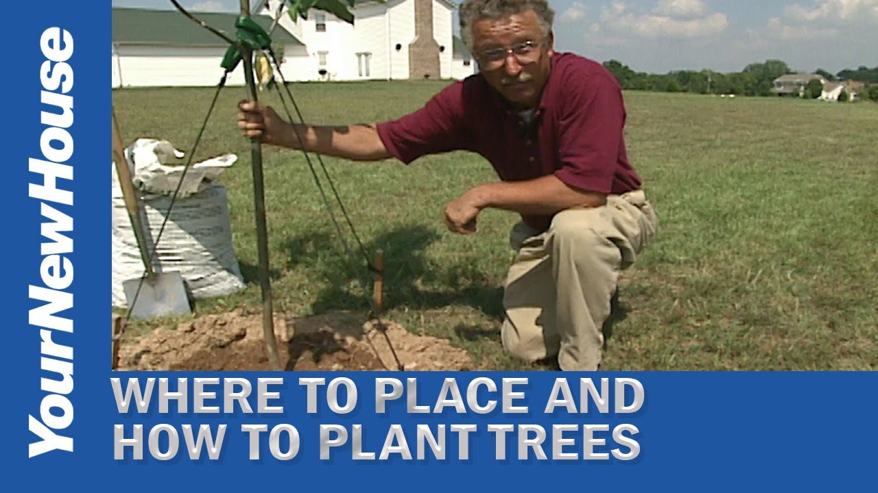 How to Plant Trees and Where to Place Them - The Great Outdoors