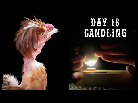 Candling eggs! Day 16 and lots of movement