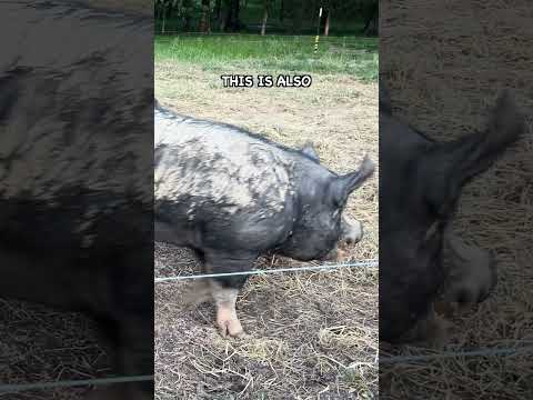 What Kind of Fencing Do We Use #covercrops #rotationalgrazing #pigkeeping