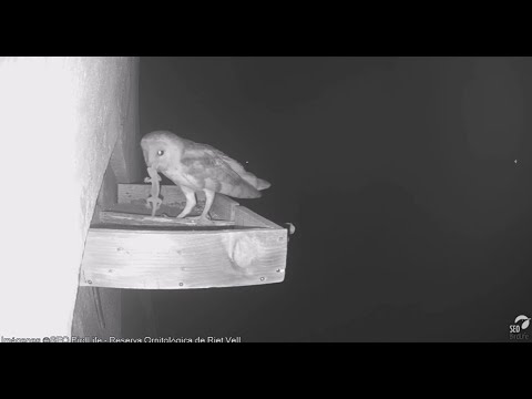SEOBirdLife Rezerwat Riet Vell - płomykówki- dostawa 🦎 dla młodych 2025 06 17
