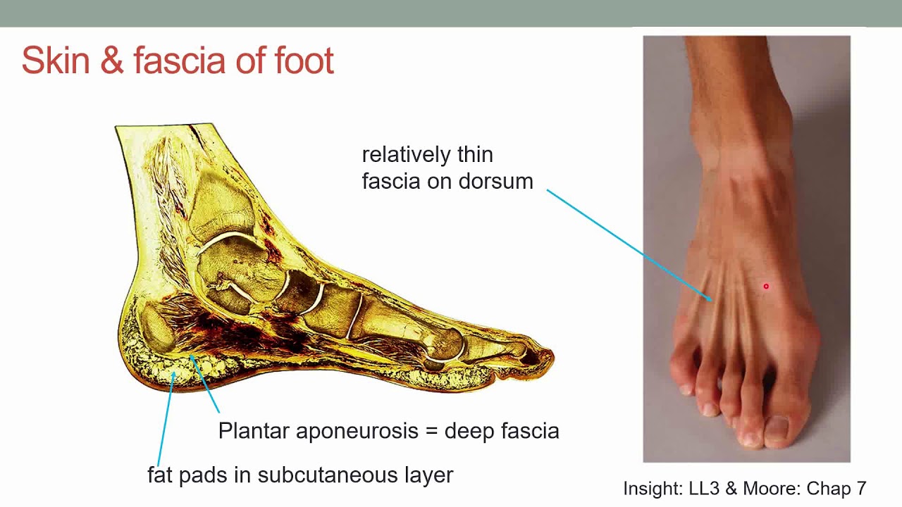 Understanding the Superficial Layers of Foot Soft Tissues | Galaxy.ai