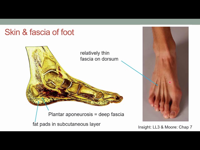 Understanding the Superficial Layers of Foot Soft Tissues | Galaxy