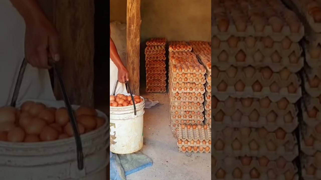 chicken farming business: Raising  egg laying hens #poultryfarming