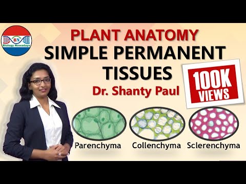 Parenchyma, Collenchyma and Sclerenchyma- Simple permanent tissues