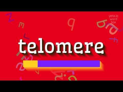 How to say "telomere"! (High Quality Voices)
