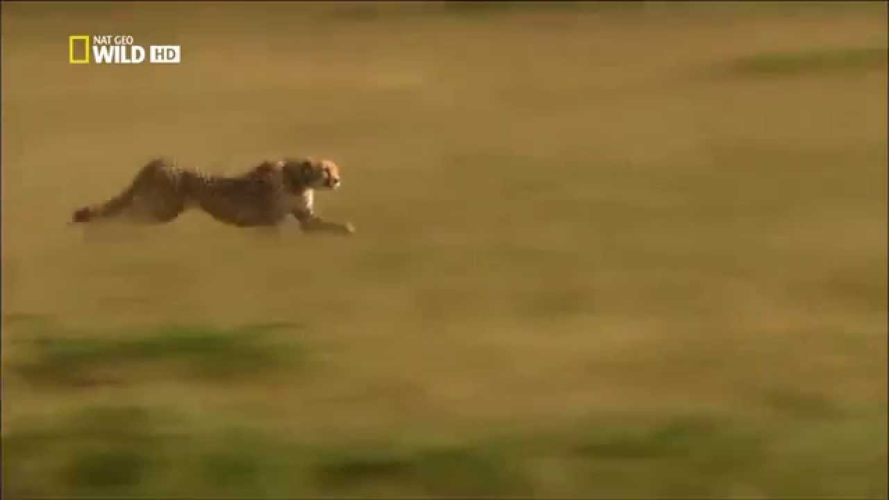 guépard 120 km a l'heure