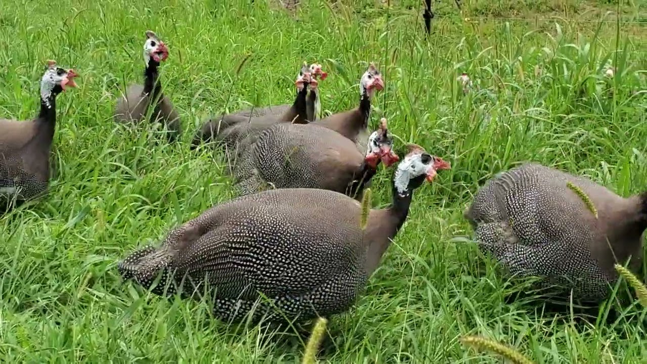 Guinea Fowl Alarm Call Screaming