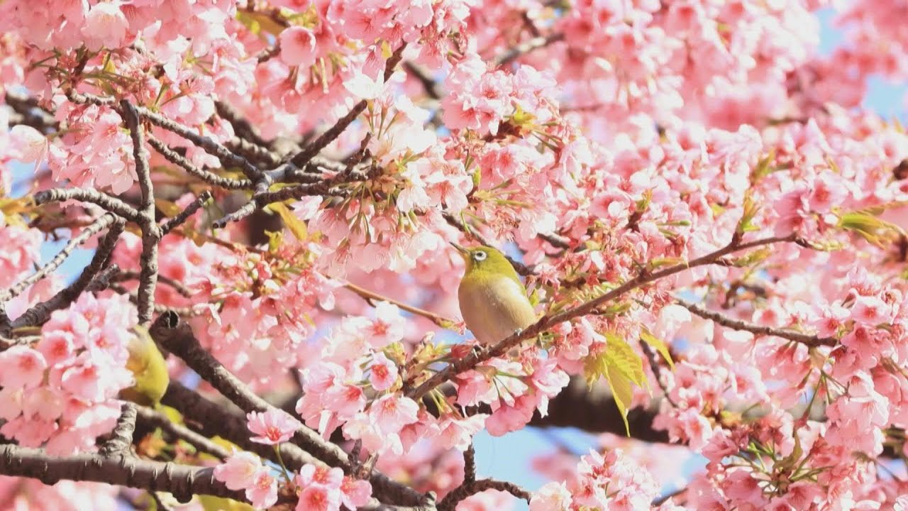 Record early start for Tokyo's cherry blossoms | AFP